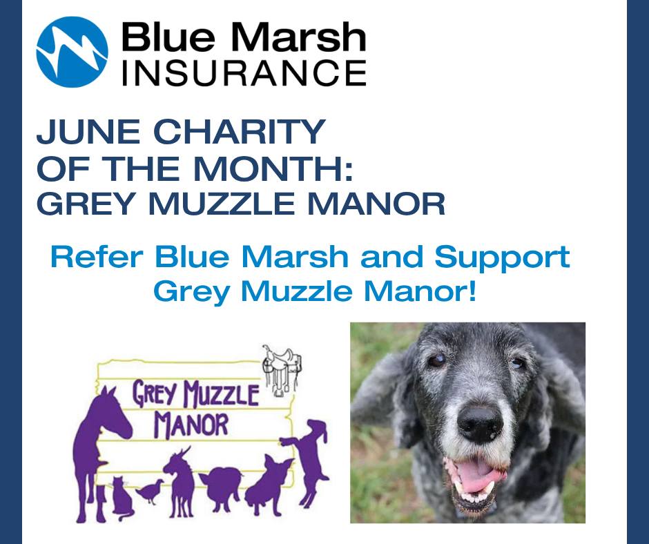 Grey Muzzle Manor is June, 2025's Charity of the Month! - Blue Marsh Insurance